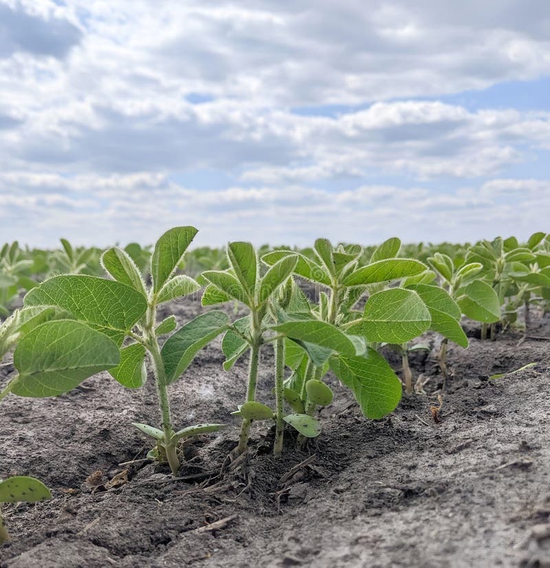 Low Angle View of a Field with Young Soybean Seedlings Just Emerging ...