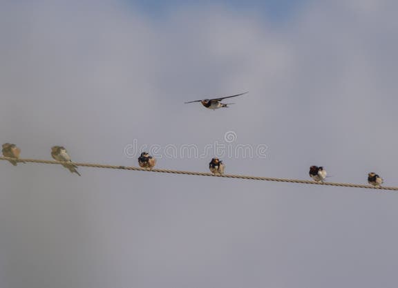 Low-angle View of a Flock of Barn Swallows Standing on a Cable Stock ...