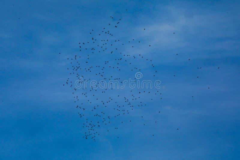 Low-angle View of a Flock of Bird Flying Together in the Sky Stock ...