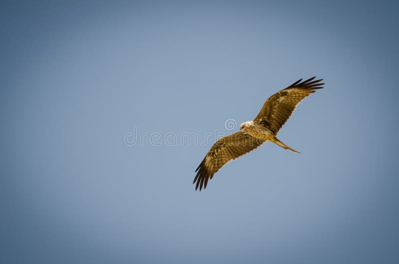 African Buzzard stock photo. Image of africa, isolation - 9960690