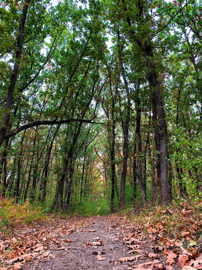 Low Angle View on Forest Path in the Woods Stock Photo - Image of ...
