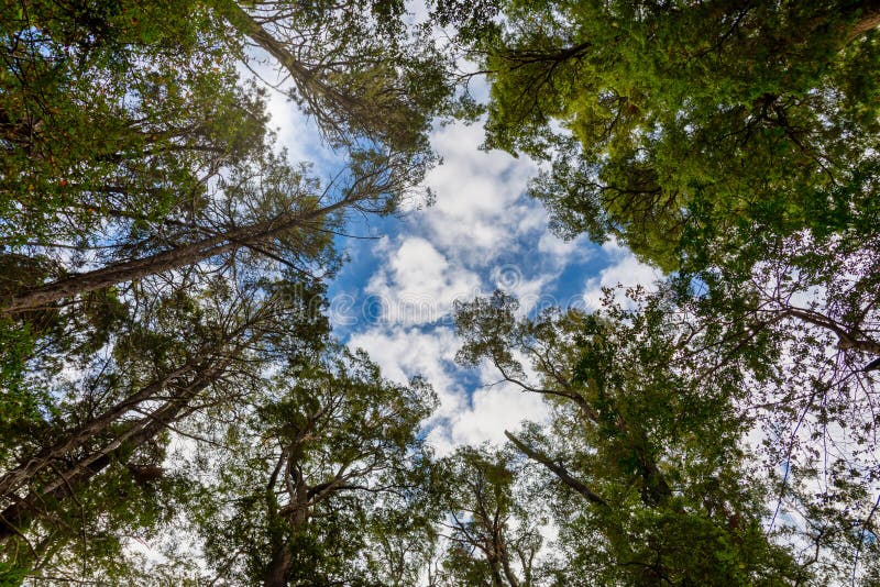 Low Angle View of Forest Skyline Stock Image - Image of blue, light ...