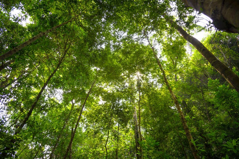 Low Angle View of the Forest Stock Image - Image of landscape, forest ...