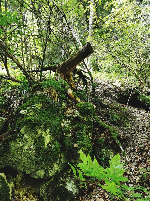 Low Angle View of Forest Trees in Summer Stock Image - Image of jungle ...