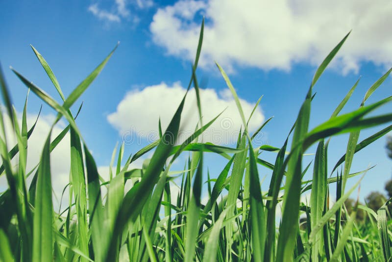 Low Angle View of Fresh Grass. Freedom and Renewal Concept. Stock Image ...