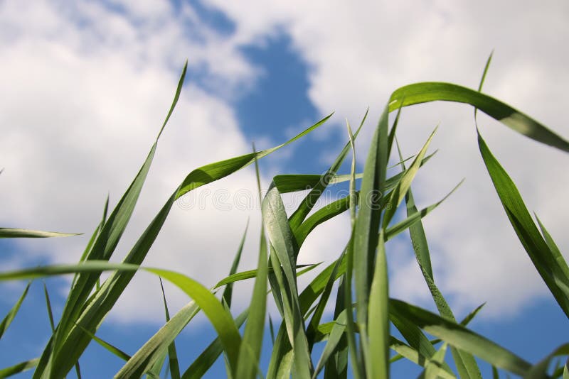Low Angle View of Fresh Grass Against Blue Sky with Clouds. Freedom and ...