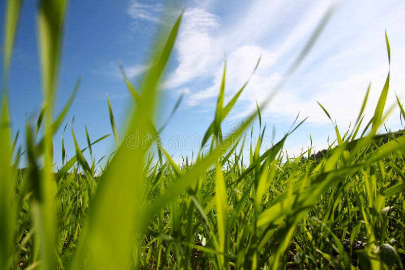 11,661 Low Angle Grass Sky Stock Photos - Free & Royalty-Free Stock ...
