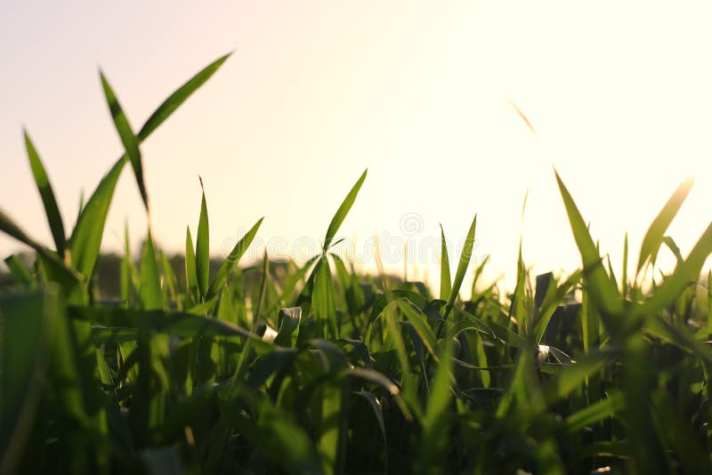Low Angle View of Fresh Grass Against Sunset Sky. Freedom and Renewal ...