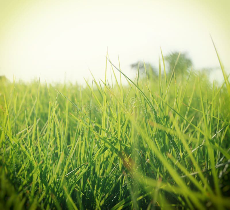 Low Angle View of Fresh Grass in the Field. Retro Filtered Stock Image ...
