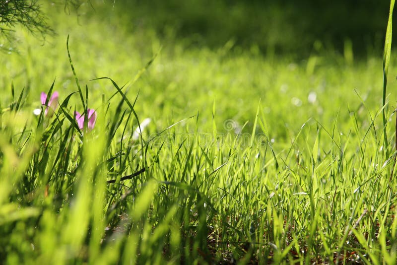 Low Angle View of Fresh Grass. Freedom and Renewal Concept. Stock Image ...