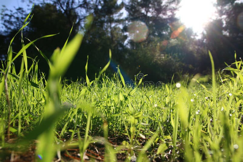 Low Angle View of Fresh Grass. Freedom and Renewal Concept. Stock Photo ...