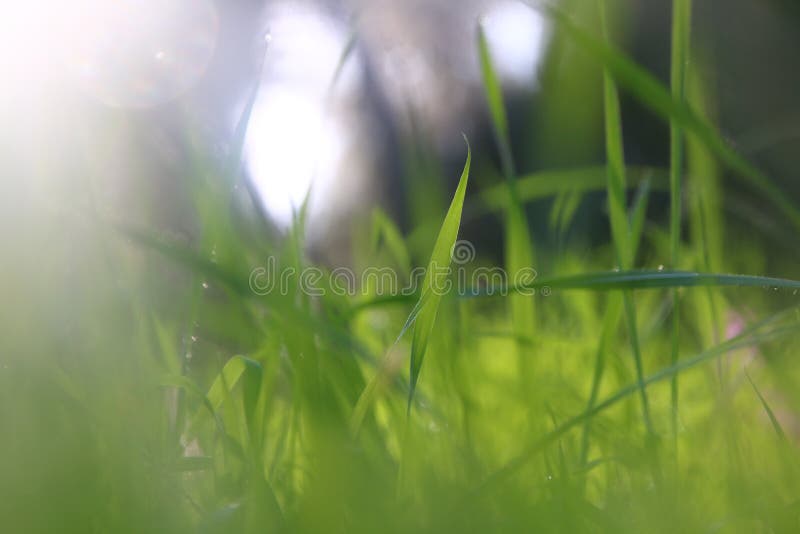 Low Angle View of Fresh Grass. Freedom and Renewal Concept. Stock Image ...