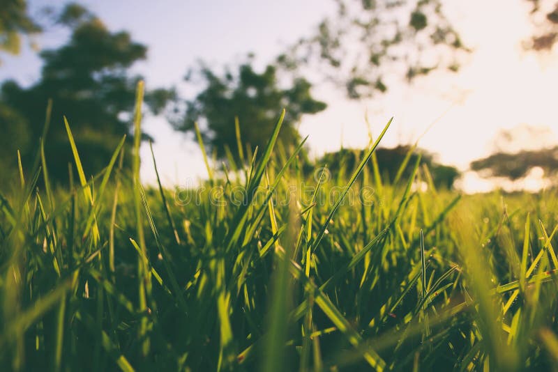 Low Angle View of Fresh Grass. Freedom and Renewal Concept. Stock Image ...