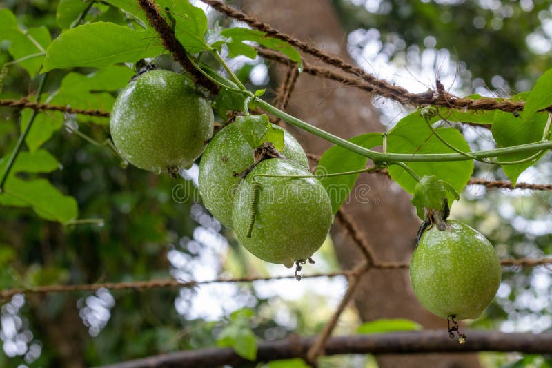 Low Angle View of Fruits Hanging on Tree Stock Image - Image of white ...
