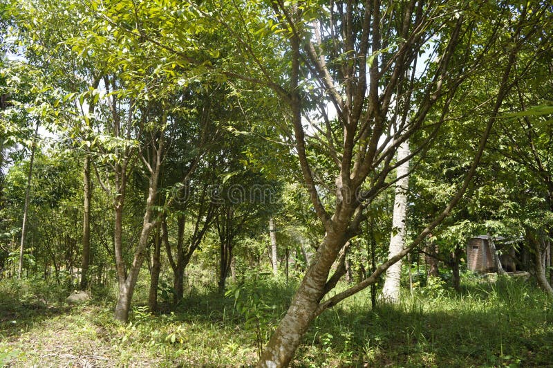 Gaharu Trees Stock Photos - Free & Royalty-Free Stock Photos from ...