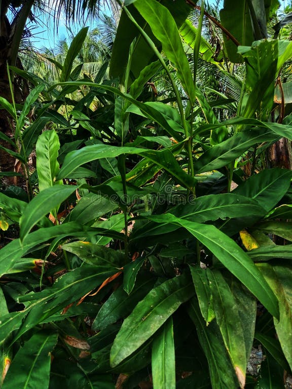 Low Angle View of Galangal Tree Leaves Stock Image - Image of view ...