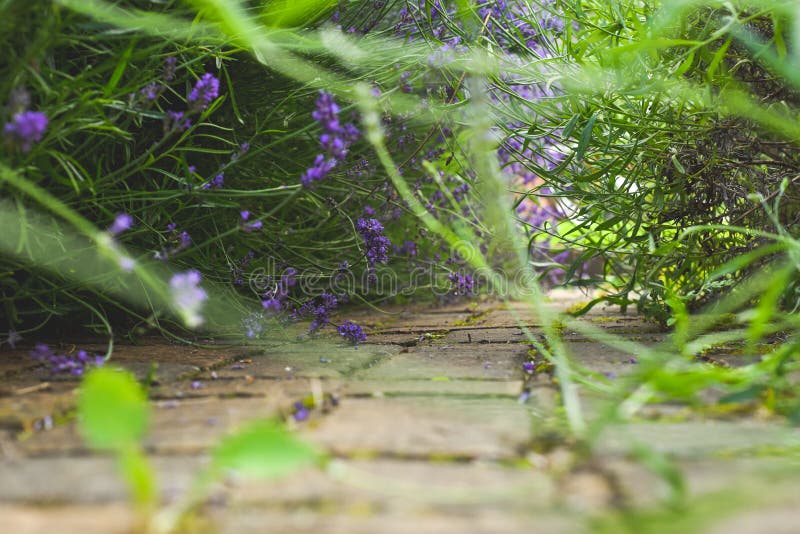 Low Angle View of Garden Footpath from Ground Level Stock Image - Image ...