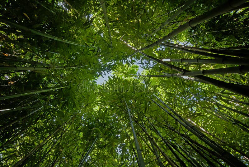 View from Below on a Bamboo Canopy Stock Photo - Image of vegetation ...