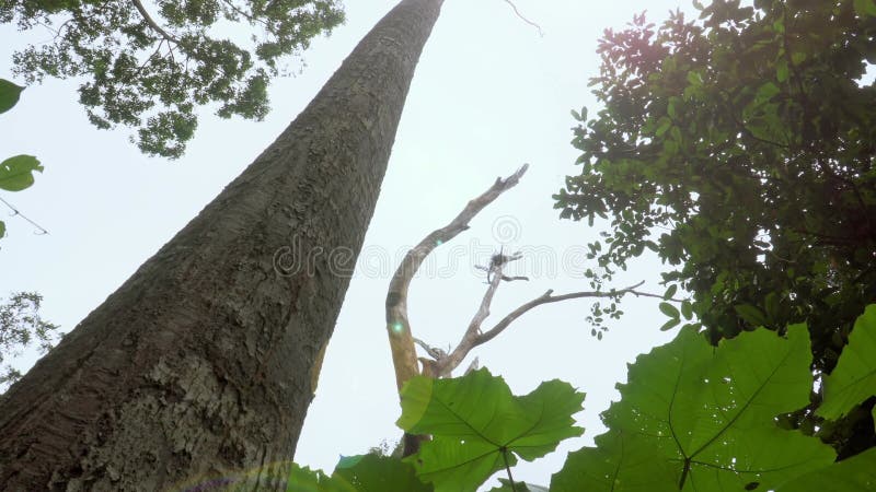 Giant Oak Tree in the Park. USA Stock Video - Video of plant, woodland ...