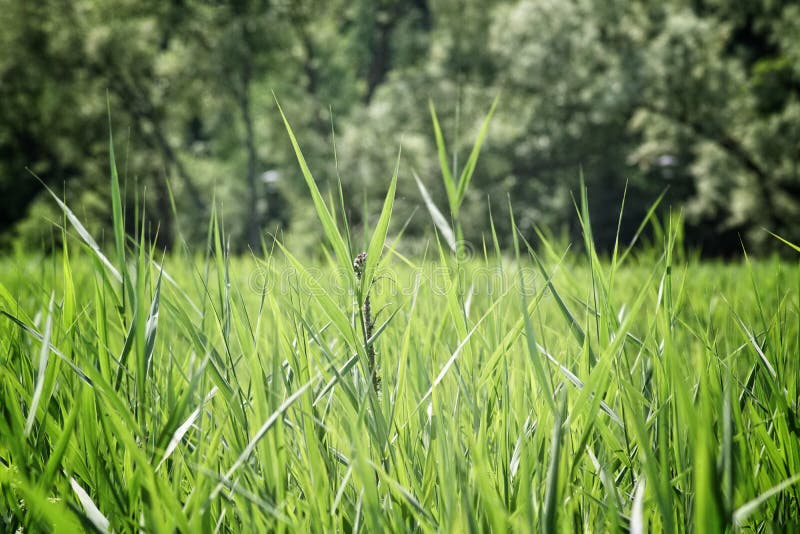 Low angle view of grass stock photo. Image of meadow - 258442334