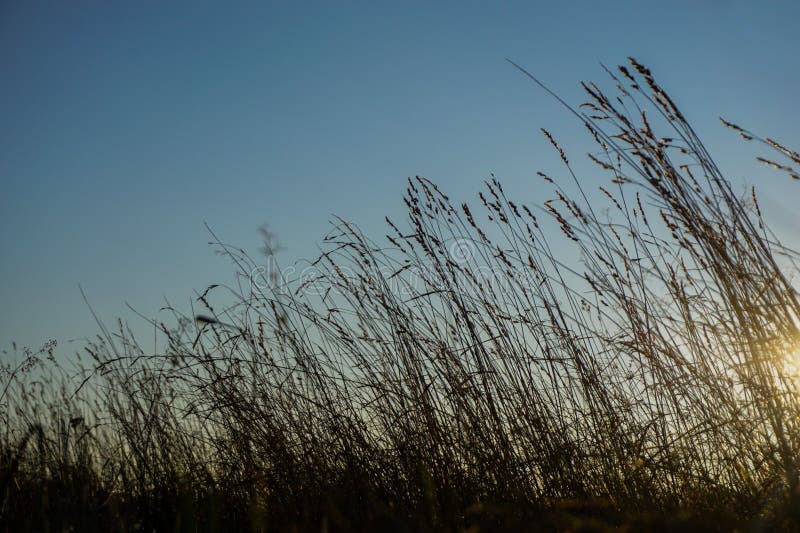 Low Angle View Grass Agains Sky Stock Photos - Free & Royalty-Free ...