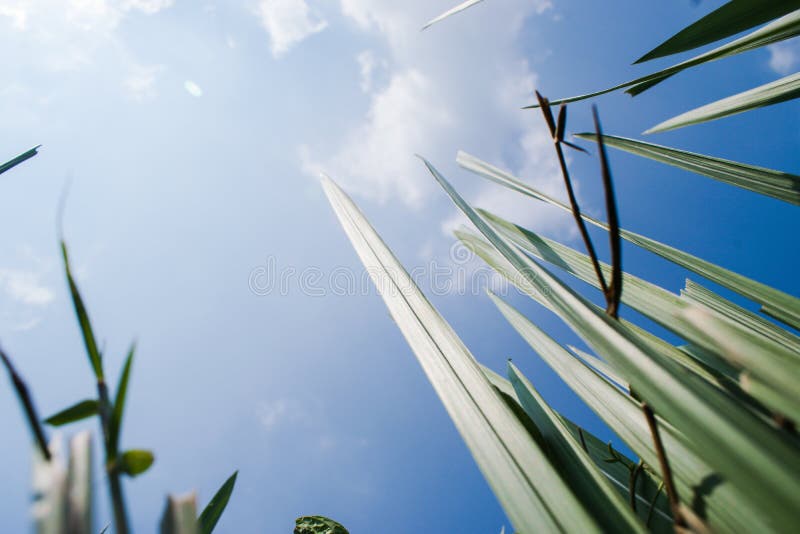 Low Angle View of Grass and Blue Sky Stock Image - Image of clouds ...