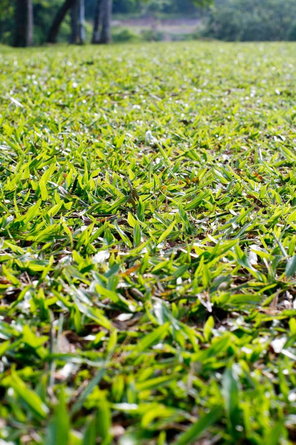 Low Angle View of Grass Field Stock Photo - Image of field, natures ...