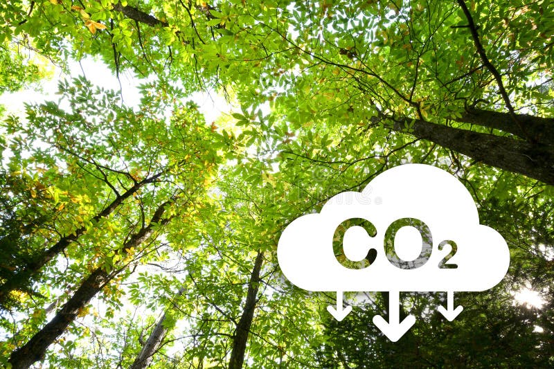 Low Angle View of a Green Forest with CO2 Reduction Icon. CO2 Reduction ...