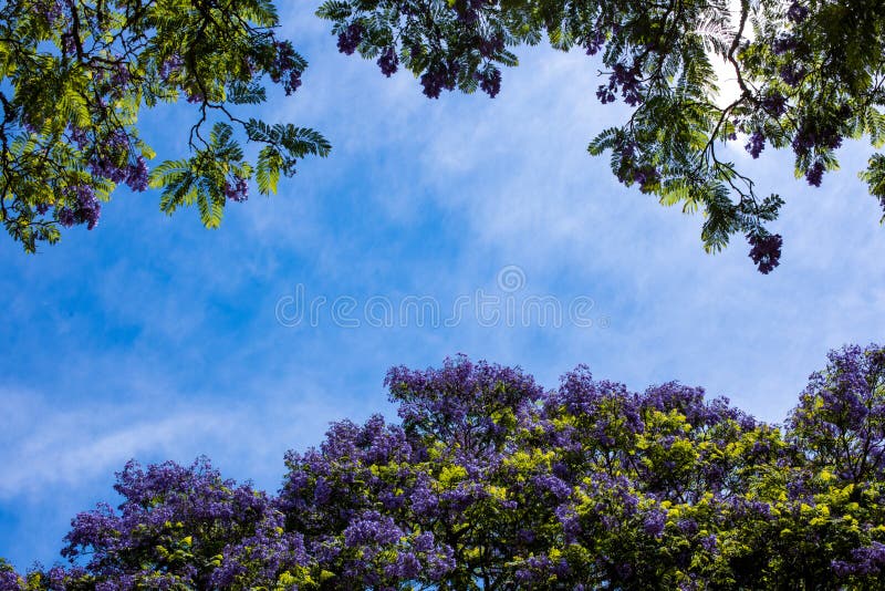 Low Angle View of Jacaranda Tree Top with Blue Skyline Stock Image ...