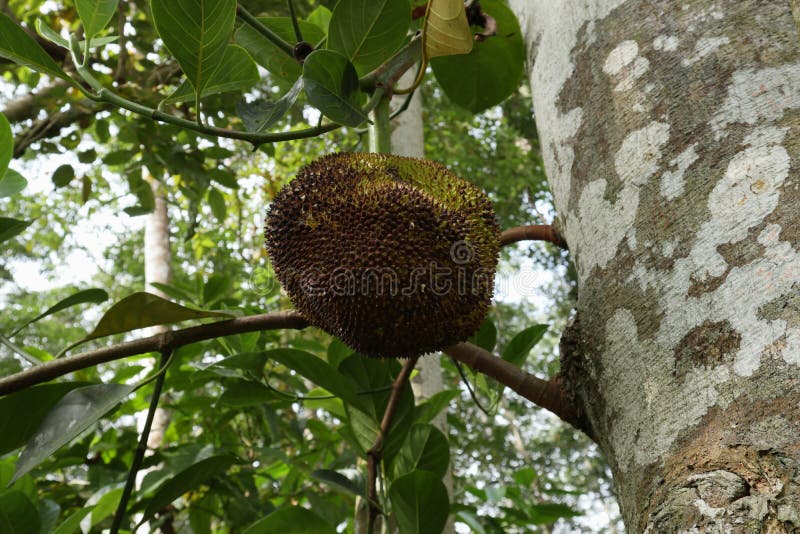 Low Angle View of a Jack Fruit with a Some Form of Disease Stock Image ...