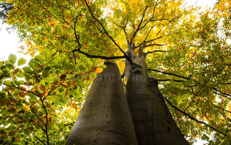 Low Angle View of Large Trees Stock Image - Image of plants, branches ...