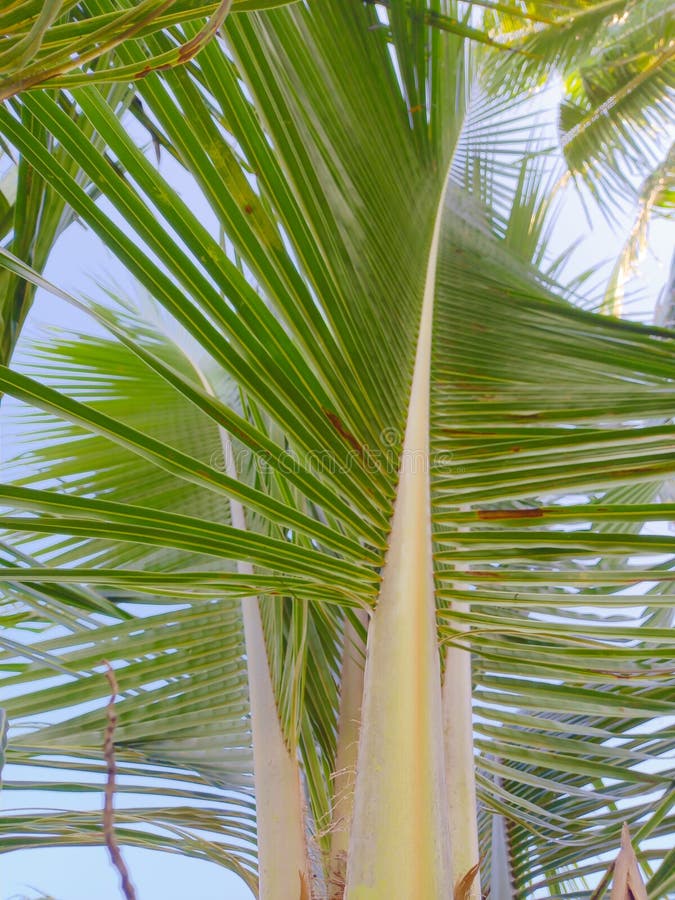 Low Angle View of the Leaf Midrib of the Coconut Tree. Stock Image ...