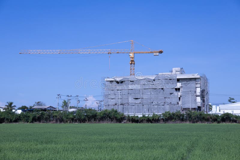 Low Angle View Looking Across Green Rice Fields To Tall Cranes Stock ...