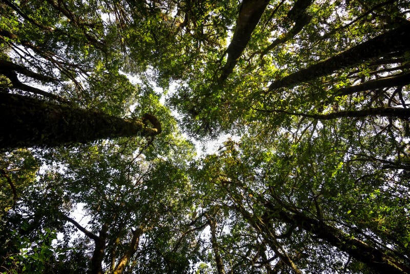 Low Angle View Looking Up of Abundance Tropical Forest Tree with Green ...