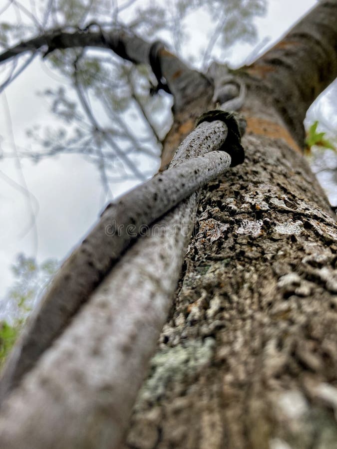 Rope hanging from a tree stock photo. Image of hangs - 270099536