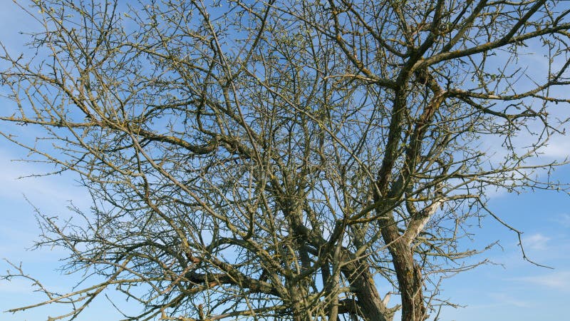 Lot of Small Branches without Leaves. Dry Branches Against a Blue Sky ...