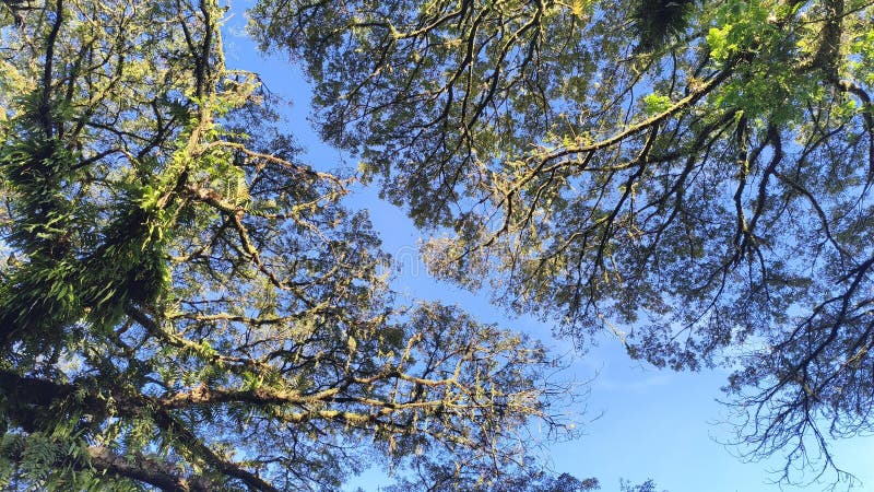 Low Angle View of Lush, Overlapping Foliage from Two Tall Trees ...