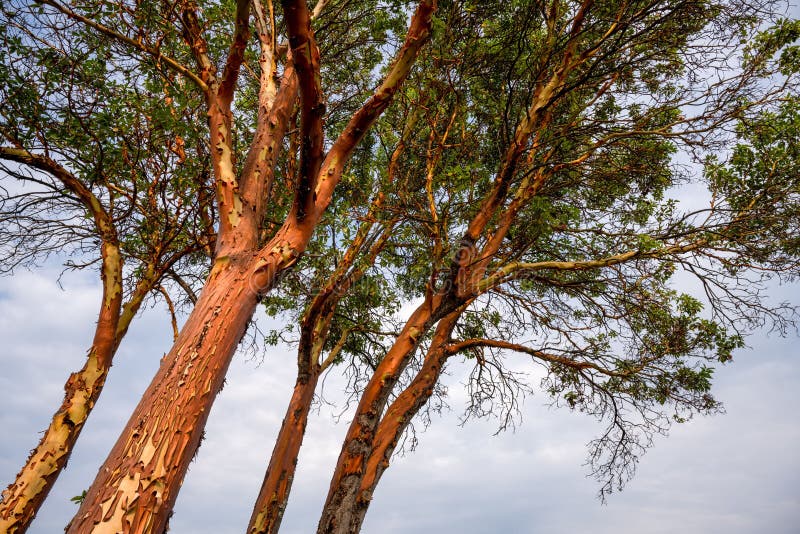 Low-angle View of Madrone Trees on Salt Spring Island with a Cloudy Sky ...