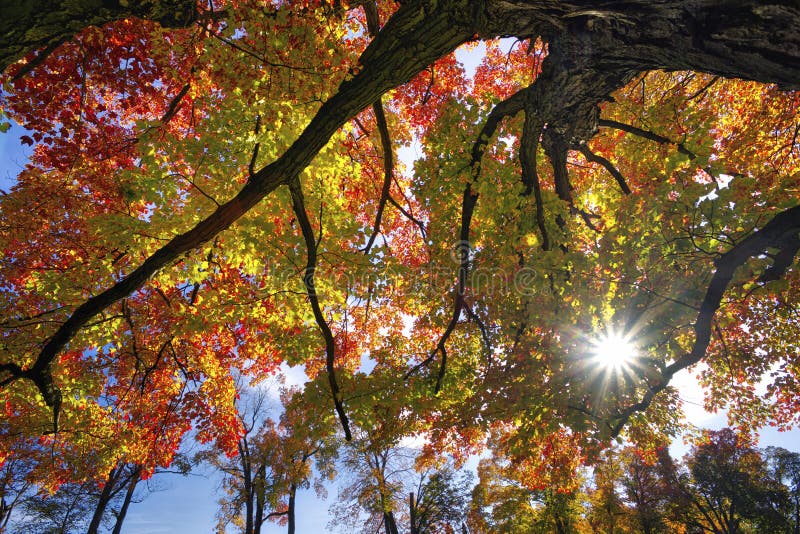 Low Angle View of the Maple Tree with a Lens Flare Stock Image - Image ...