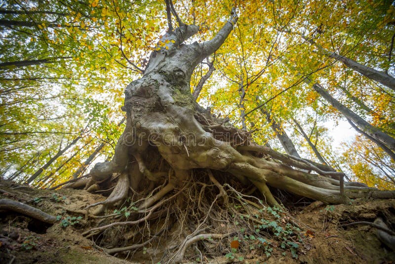 Trunk and Big Tree Roots Spreading Out Beautiful in the Tropics. the ...