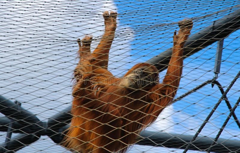 Low-angle View of a Monkey Holding Onto an Iron Fence in a Zoo Stock ...