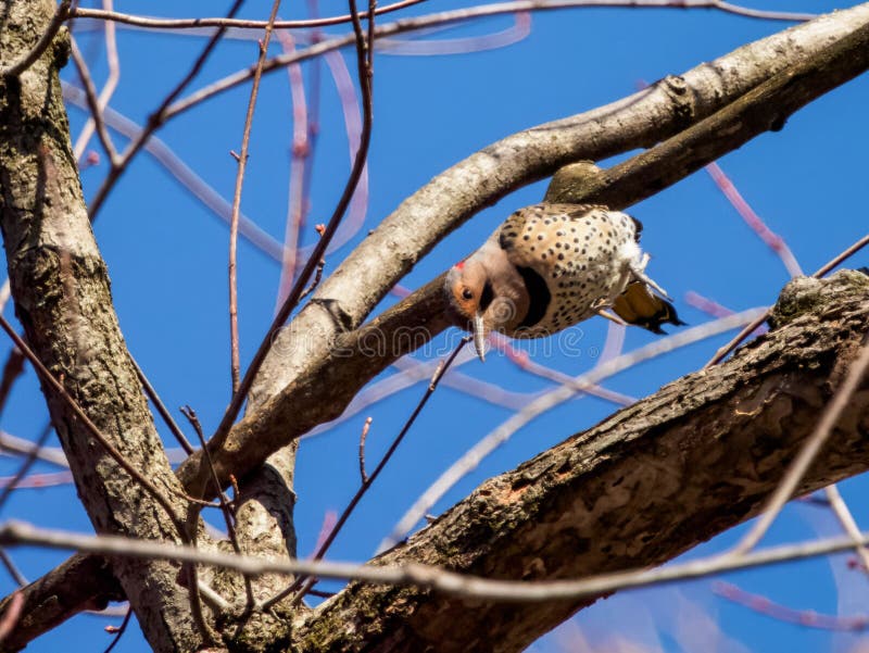 Low-angle View of a Northern Flicker Flying between the Branches before ...
