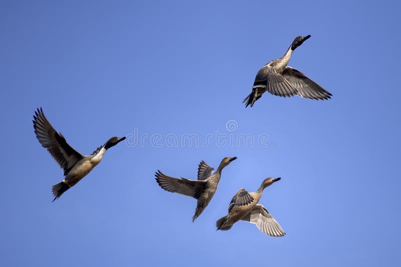147 Bird Flying Sequence Stock Photos - Free & Royalty-Free Stock ...