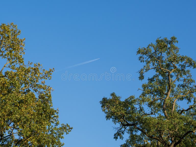 Low Angle View into Oak Tree Tops with Sky and Plane Stock Image ...