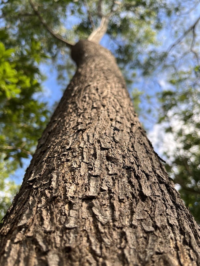 Brownwood State Park Cabins Stock Photos - Free & Royalty-Free Stock ...