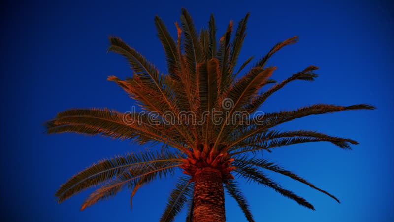 Low Angle View of a Palm Tree on a Blue Stock Video - Video of ...