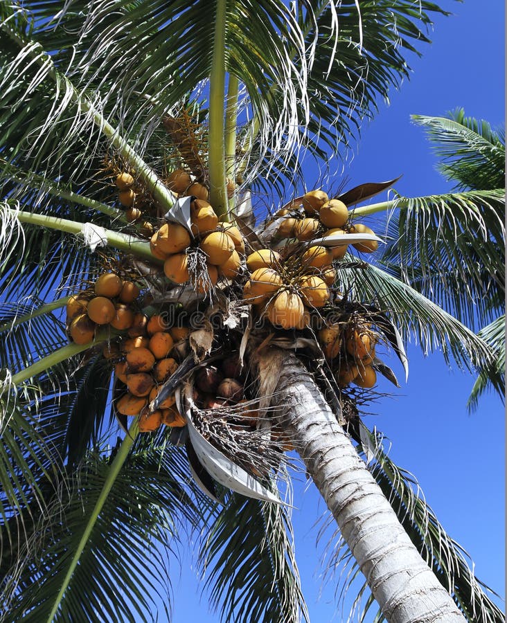 Coconut tree stock photo. Image of outdoor, leisure, farm - 29890106