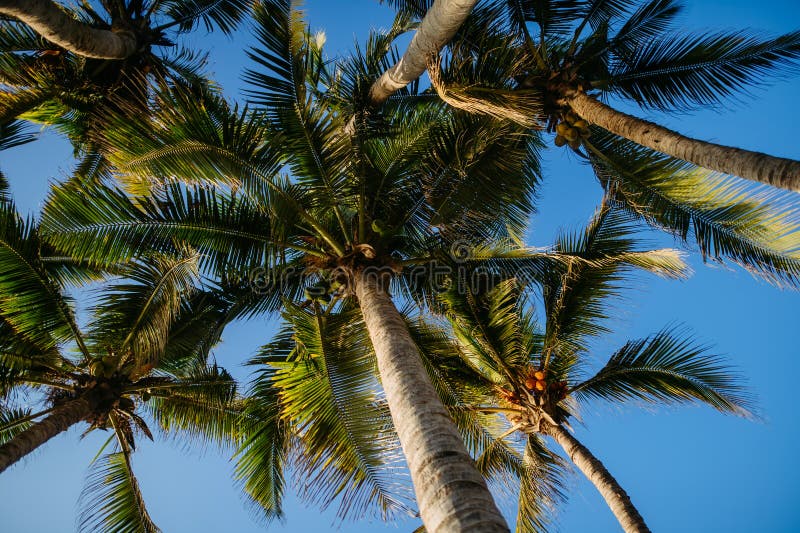 Low Angle View of Palm Trees, Sunny Weather. Stock Photo - Image of ...