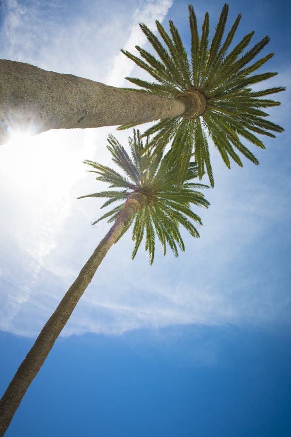 Low Angle View on Palm Trees in a Tropical Travel Destination Stock ...