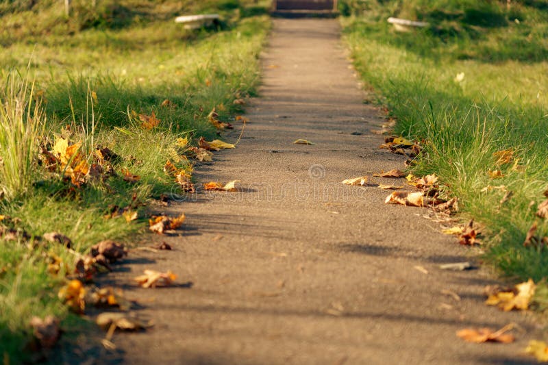 Pathway with Autumn Leaves and Green Grass in Sunlight Stock Photo ...